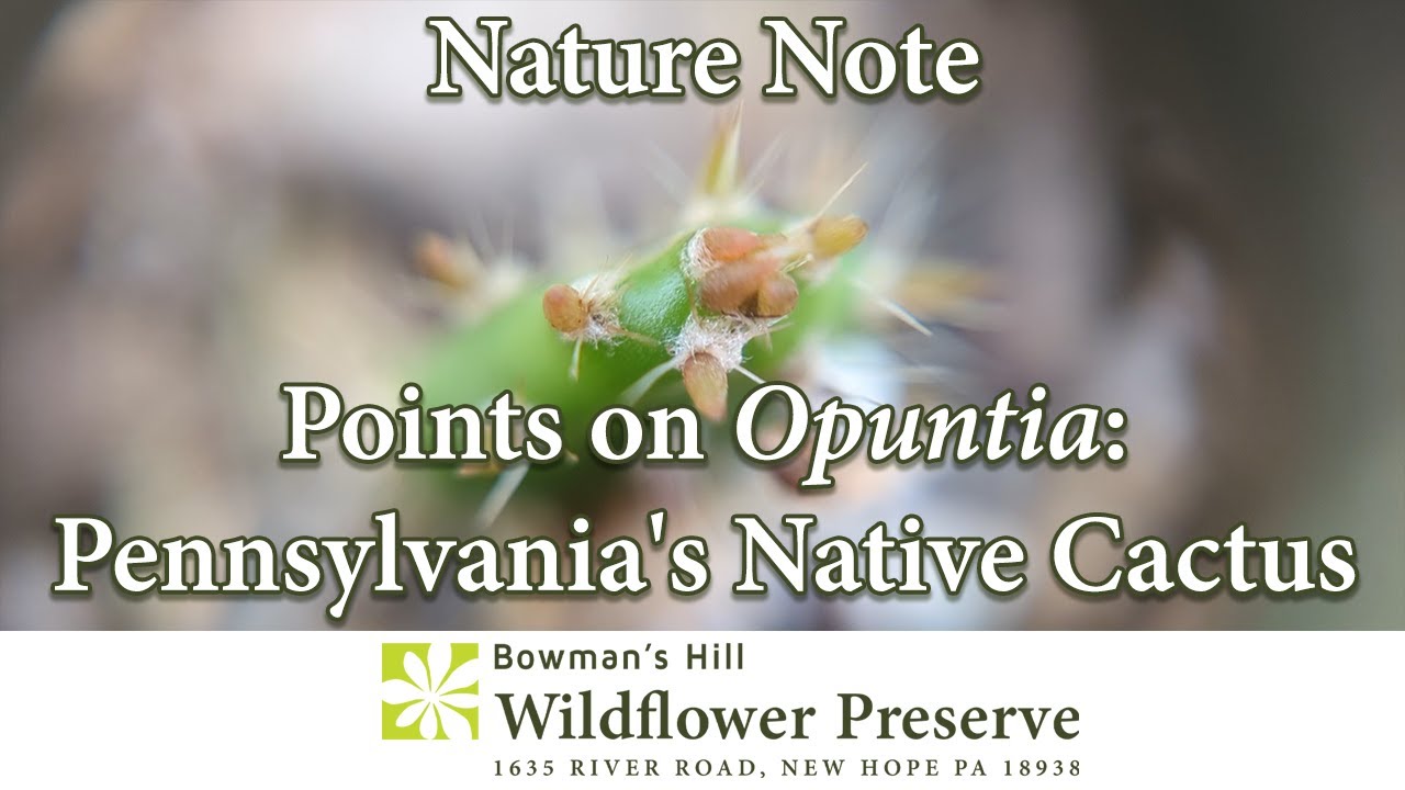 Points on Opuntia: The Eastern Prickly Pear, Pennsylvania's Native ...