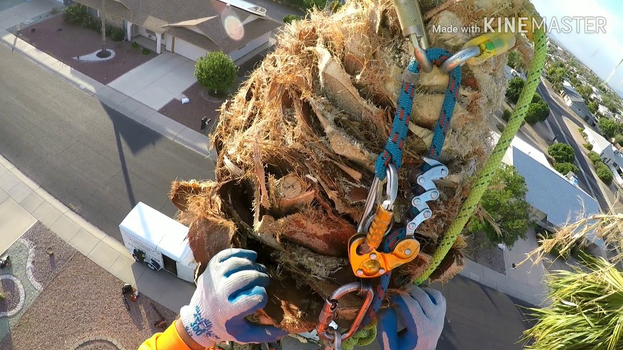Traversing tall palms using dmm captain hook - YouTube