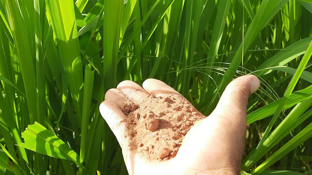 CAPIM MIYAGI MUITO BOM EM TERRENO ARENOSO - YouTube