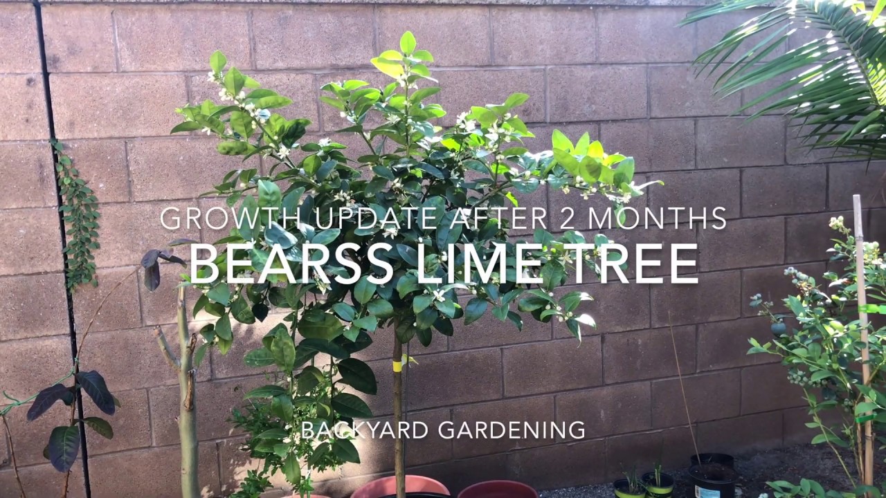 Update: Bearss Lime Tree - After 2 months - YouTube