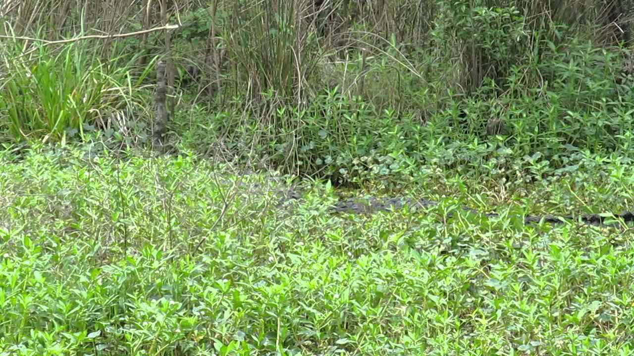 Cannibal Alligator - Jean Lafitte National Park - YouTube