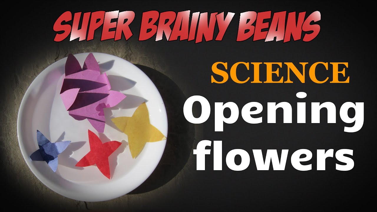 Opening flowers - Science experiments for kids at home - YouTube