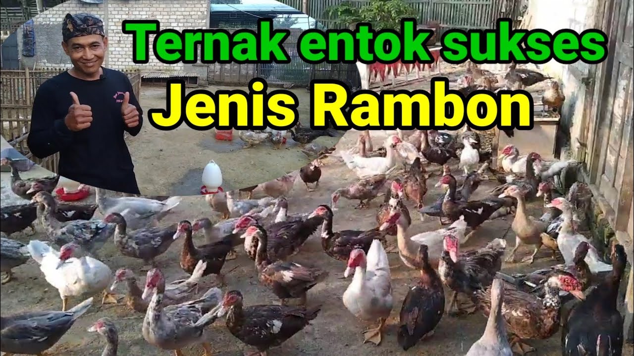 PETERNAK ENTOK SUKSES JENIS RAMBON.. - YouTube