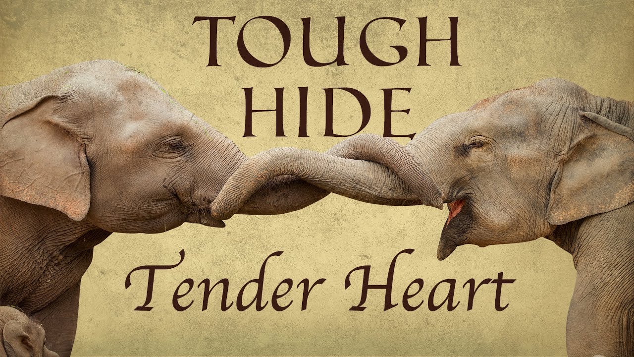 Tough Hide, Tender Heart Pt.4: Strength In The Struggle - YouTube