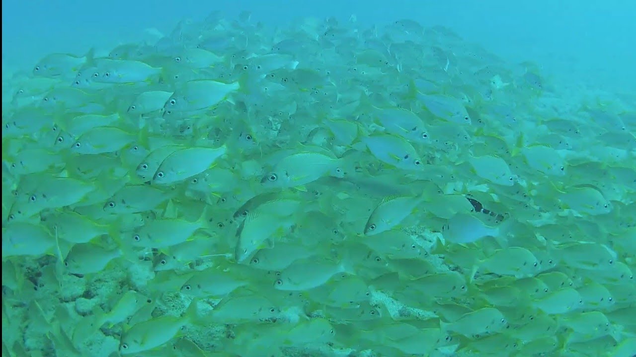 DAY 1 WITH BLUE WATER DIVING AT PUERTO RICO GRAN CANARIA - YouTube