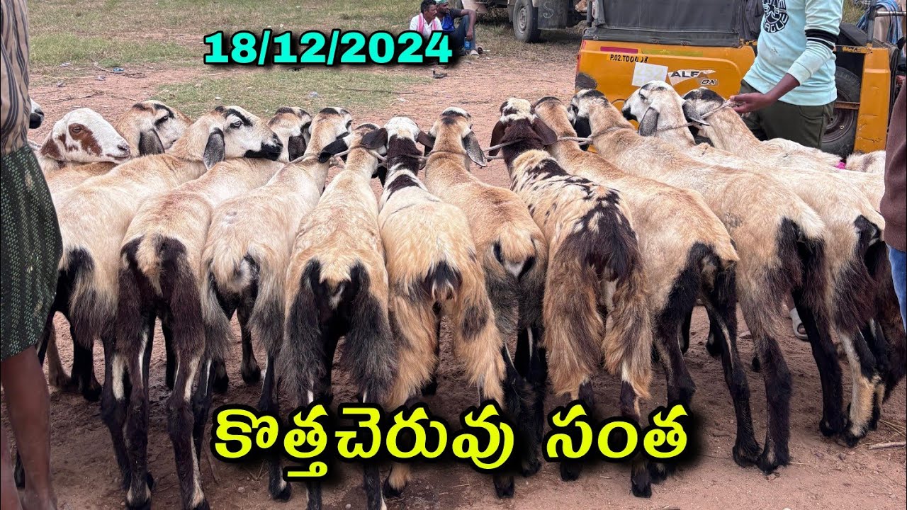 kothacheruvu market every wednesday #kothacheruvugoatsheepmarket - YouTube