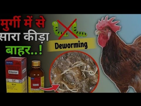 "Effective Medicine for Hen Stomach Deworming | Poultry Health Tips ...