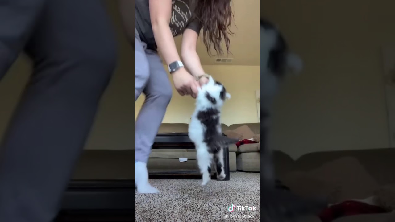 Lil dancy dance *TIKTOK TREND* (cat compilation) 🚨extremely cute🚨 - YouTube