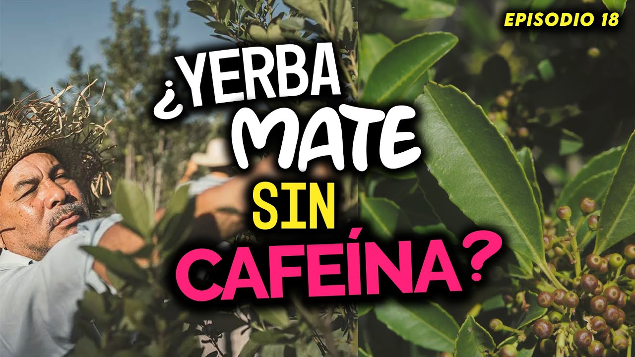 ¿Yerba Mate SIN CAFEINA? | El Podcast del Mate # 18 - YouTube