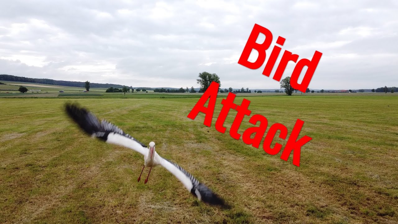 Bird Attack the Drone, Drohnenangriff, War on Drone OMG !! Drohnenvideo ...