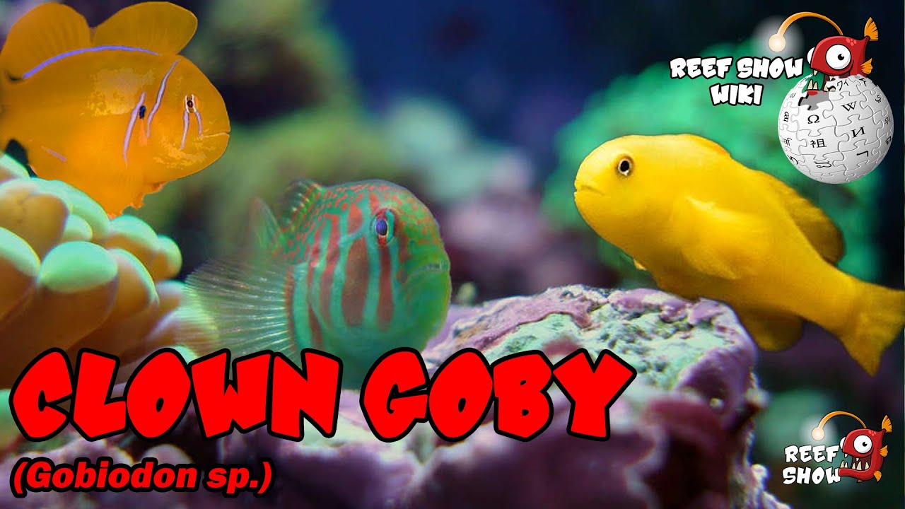 Reef Show Wiki: Clown Goby - YouTube