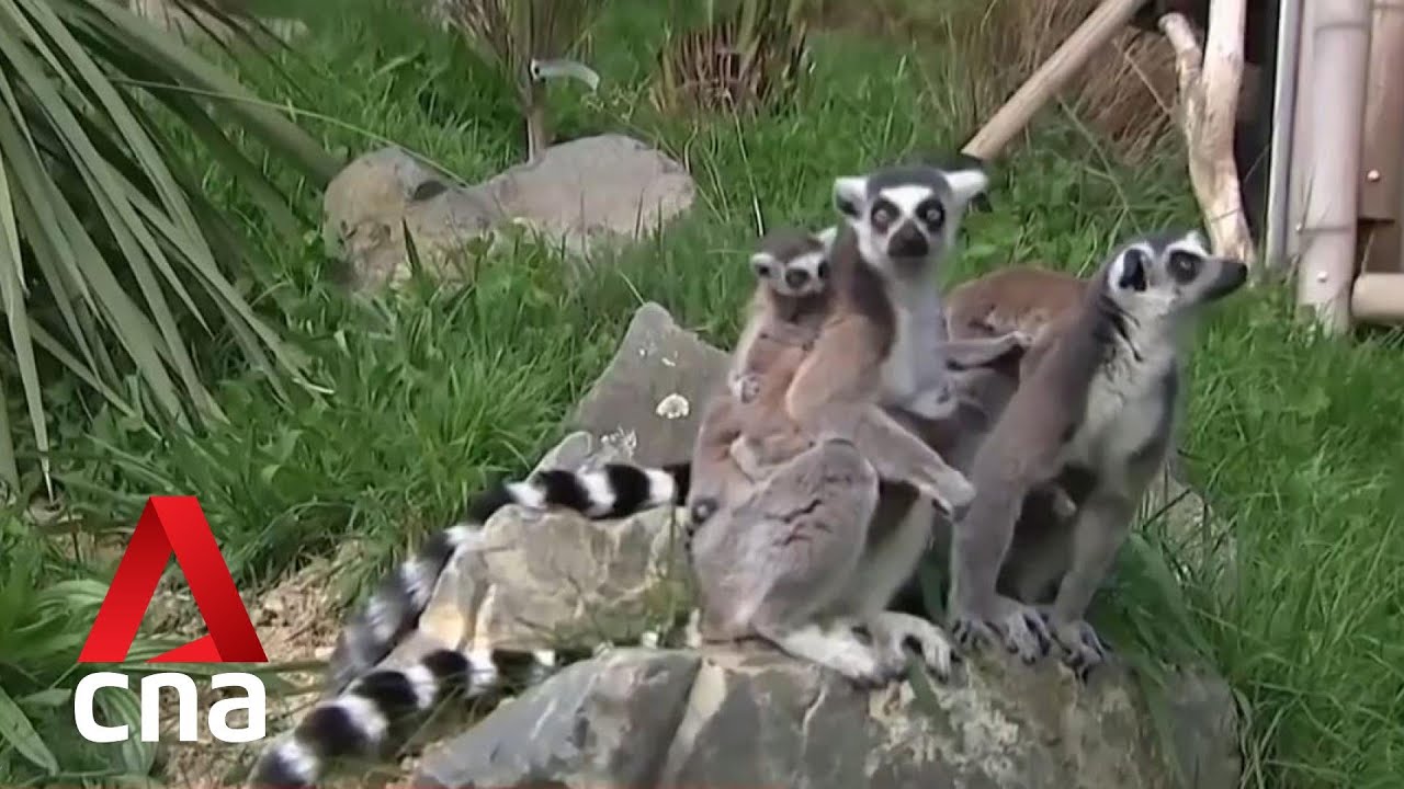 New Zealand zoo more than doubles its population of endangered ring-tailed lemurs - YouTube