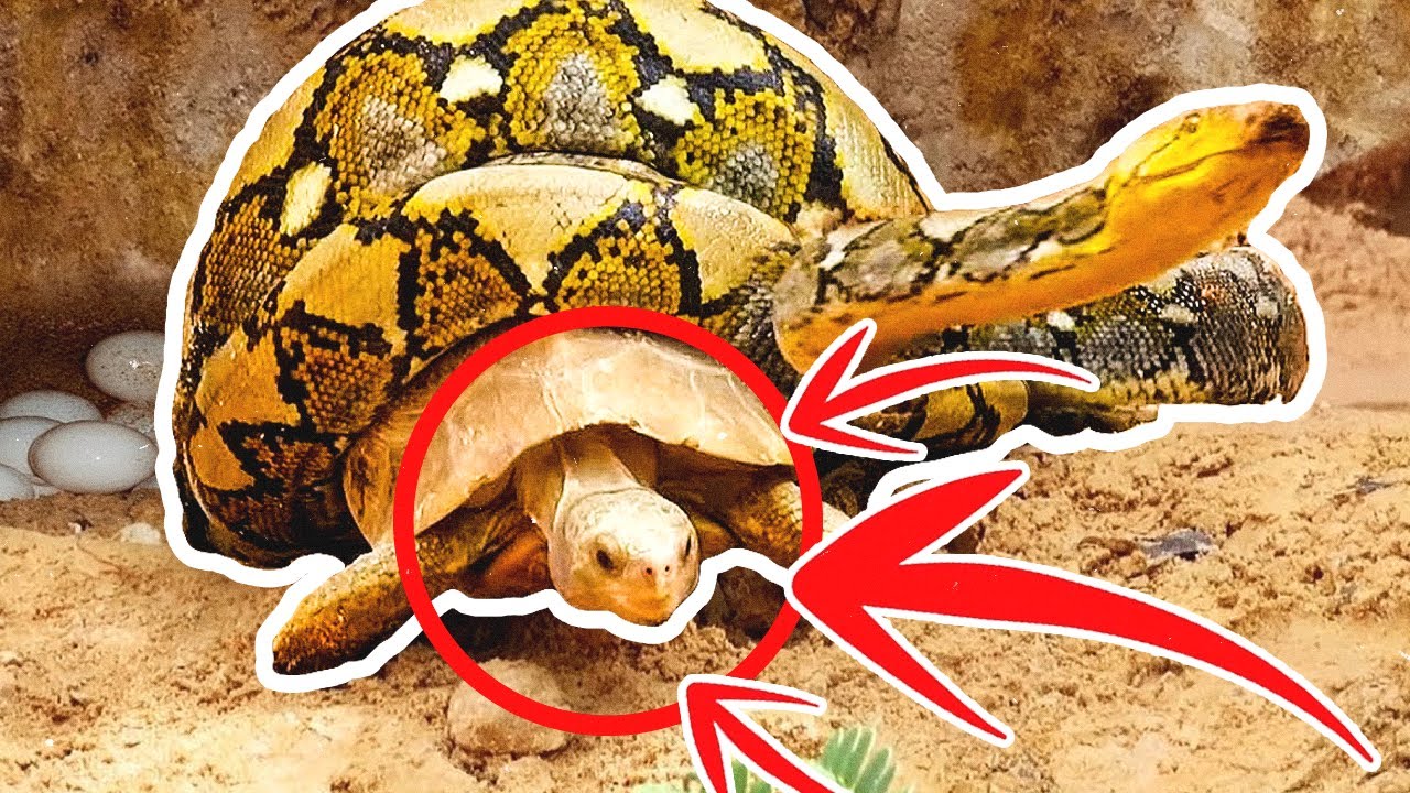 15 Times Animals Messed With The WRONG Opponent! - YouTube