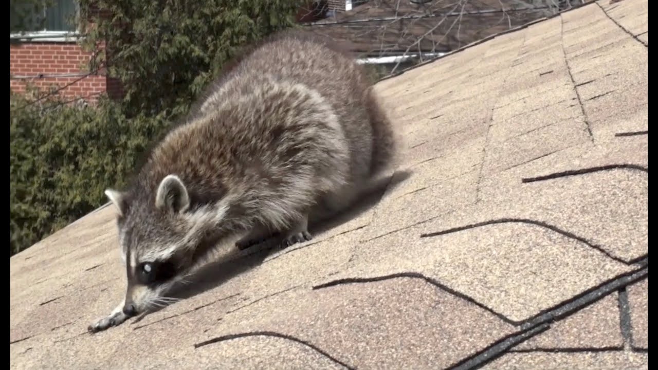 Blind Mother Raccoon Thrives In The Urban Jungle - YouTube