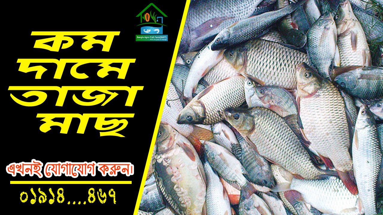 স্বপ্নের মাছগুলো বিক্রি করে দিলাম //🌱🦐🐟🦀Bangla Agro Fish Farm(BAFF ...