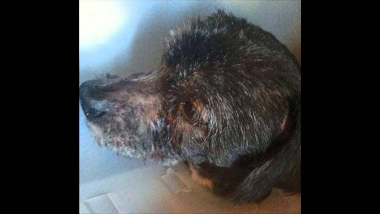 Dog Rescue Story (Koni) Before and After - YouTube