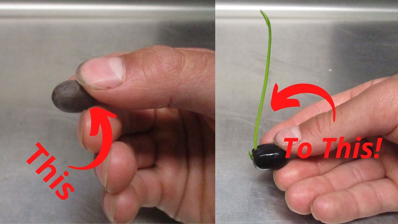 How to Easily Sprout Lotus/Water Lily seeds ( 2-3 days!) - YouTube
