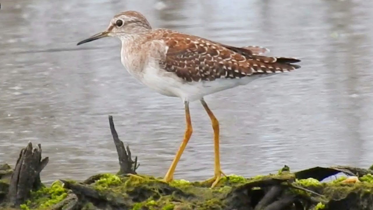 Birdwatching burung trinil semak - YouTube