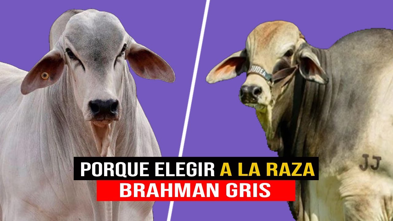🔴 BRAHMAN GRIS Características Que La Hacen Atractiva Para La Ganadería ...