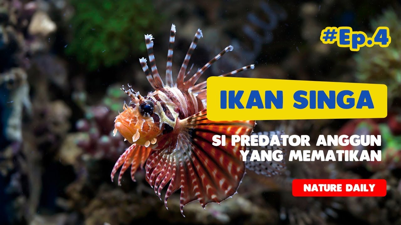 Ikan Singa: Simbol Kekuatan dan Keanggunan di Lautan Luas #naturedaily ...