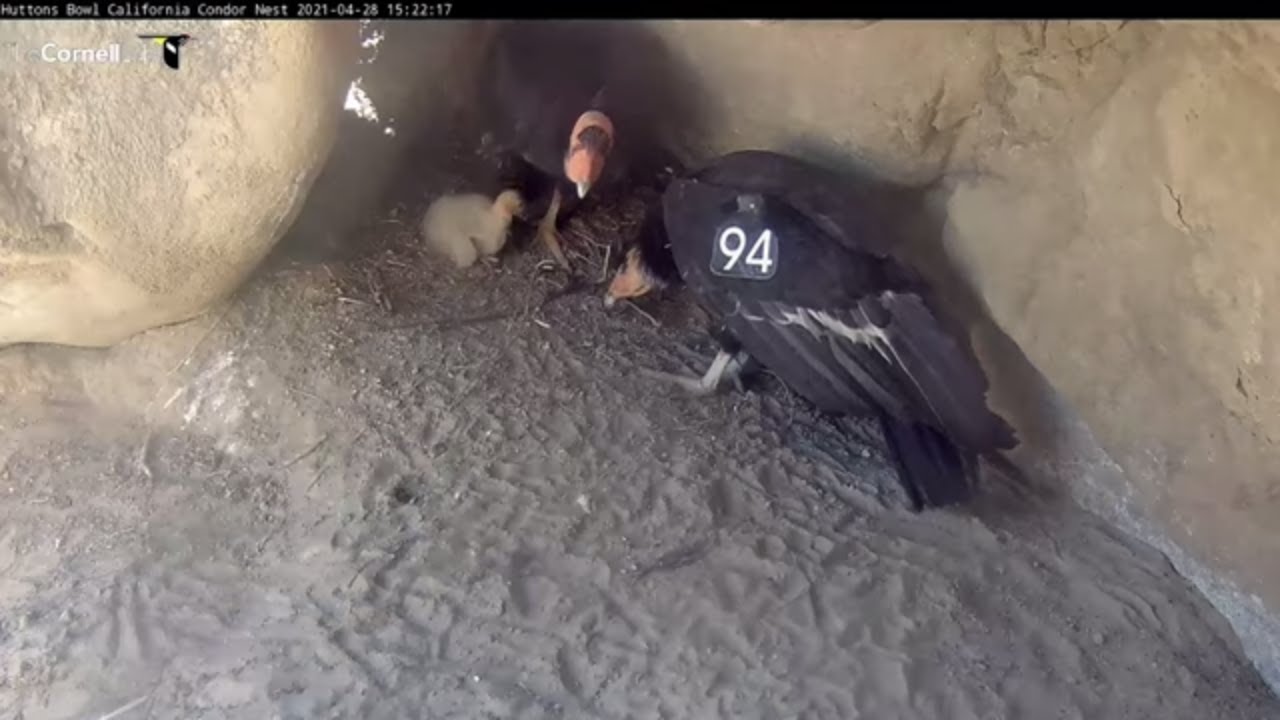 Family Time At The California Condor Nest – April 28, 2021 - YouTube