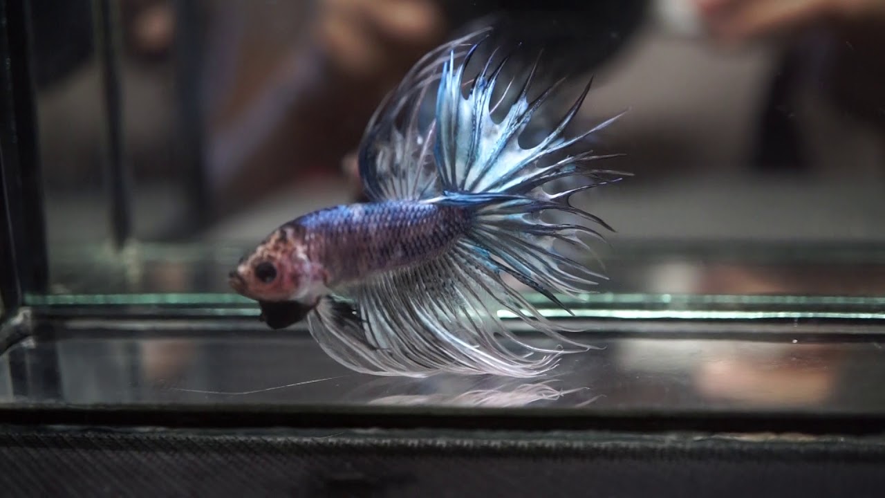 Gorgeous BLUE METALLIC ZEBRA Crowntail CT Betta - YouTube