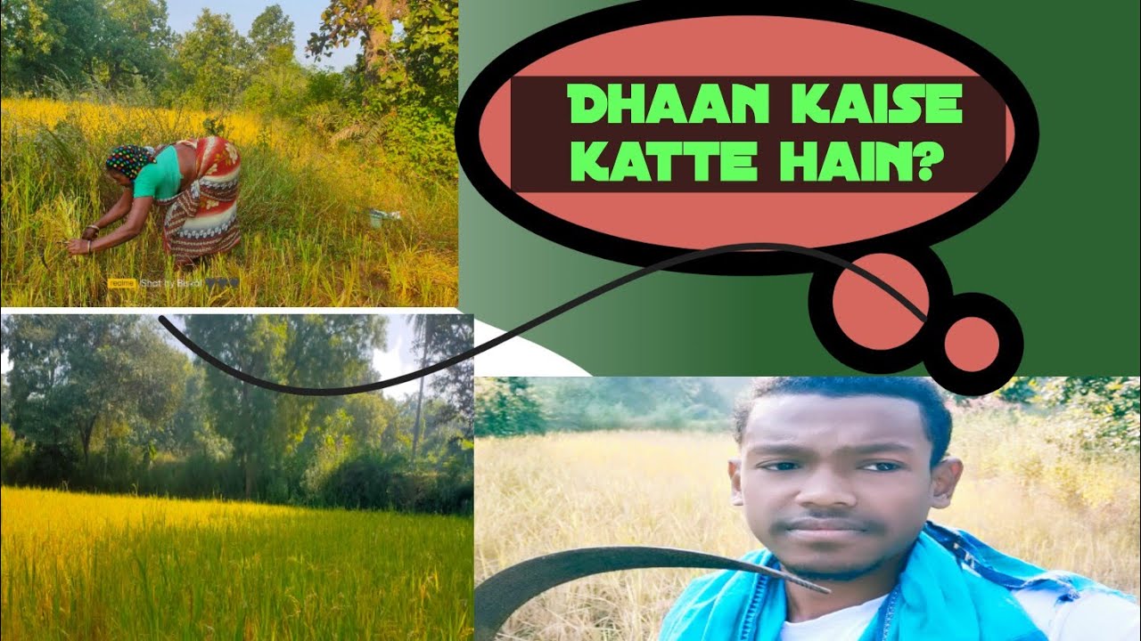 Dhan kaise kata jata hai?/Dhan kaise Kate /#vlog /#vlog _03/# ...