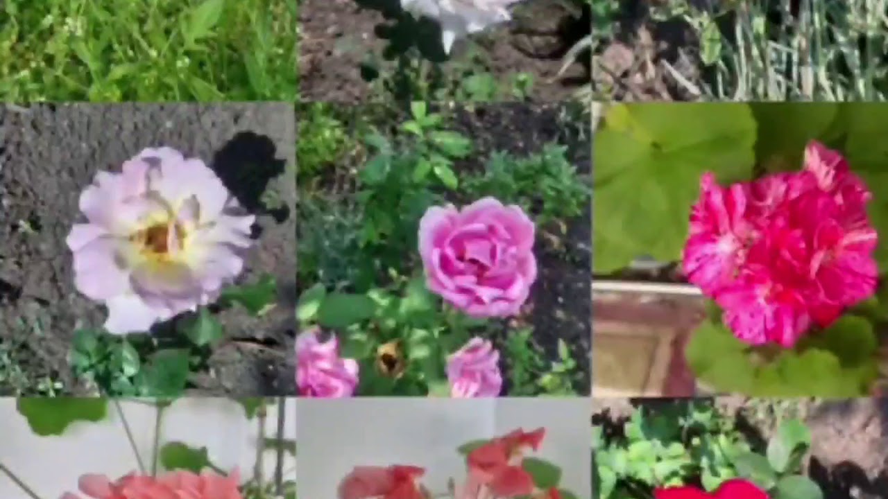 Digitalni foto herbarijum. - YouTube