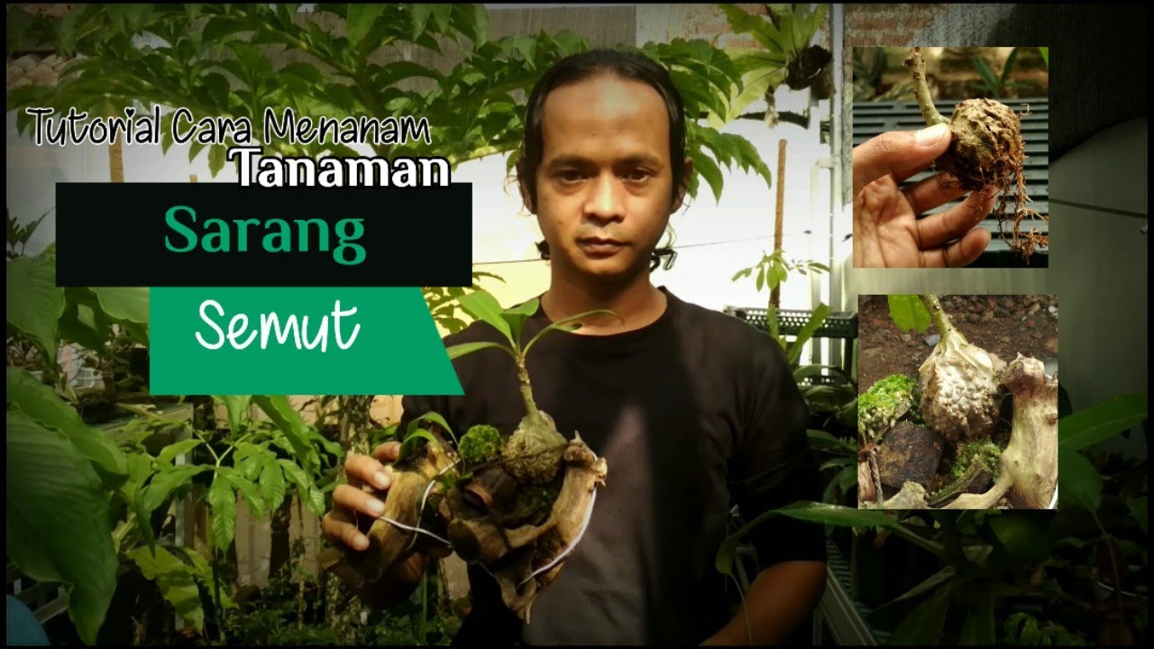 Tutorial Bagaimana Cara Menanam Tanaman Sarang Semut pada Pot | Myrmecodia tuberosa - YouTube