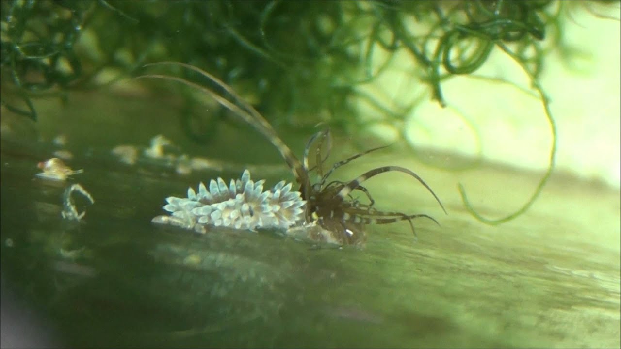 Aptasia part 2 - YouTube