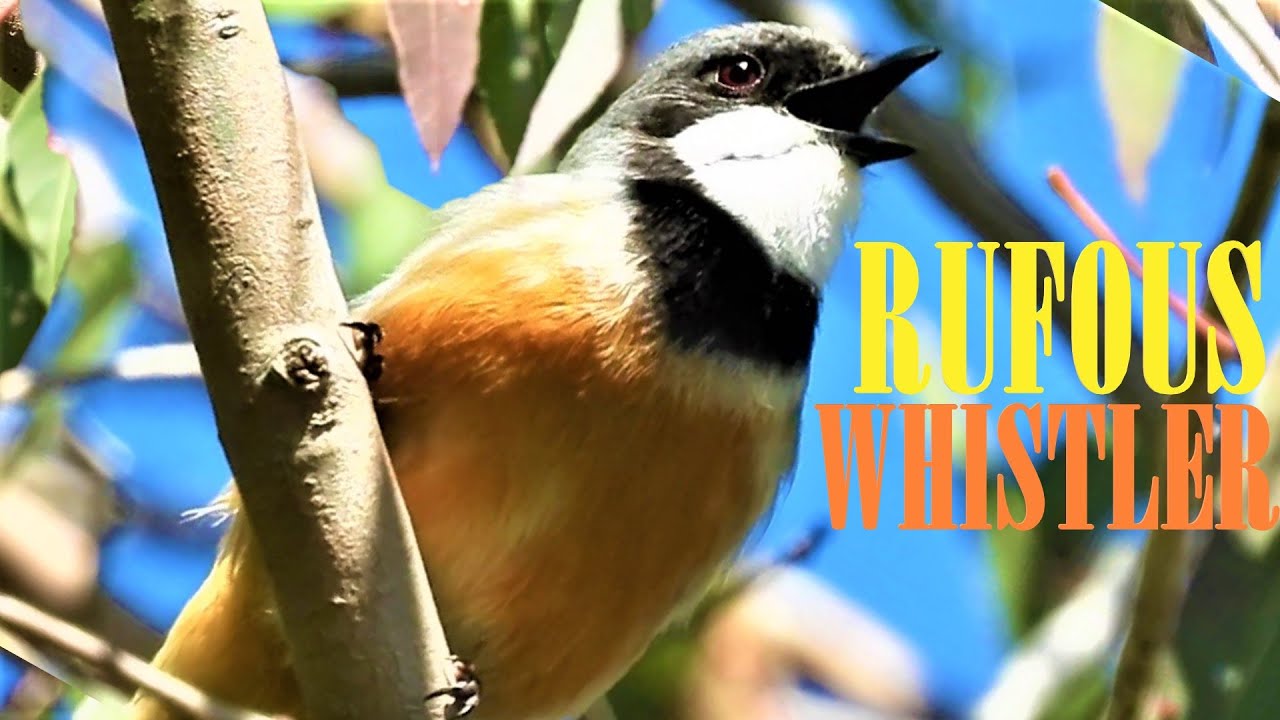 Tweet Tweet! Spring is here the Rufous Whistler is Bathing and Calling ...