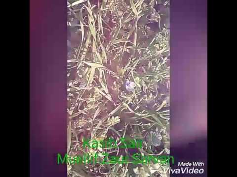 Kasib sair Zaur Sarvan