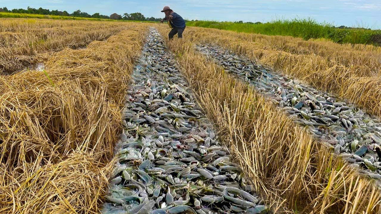 wow amazing fishing! a fisherman catch a lot of fish at rice field when ...