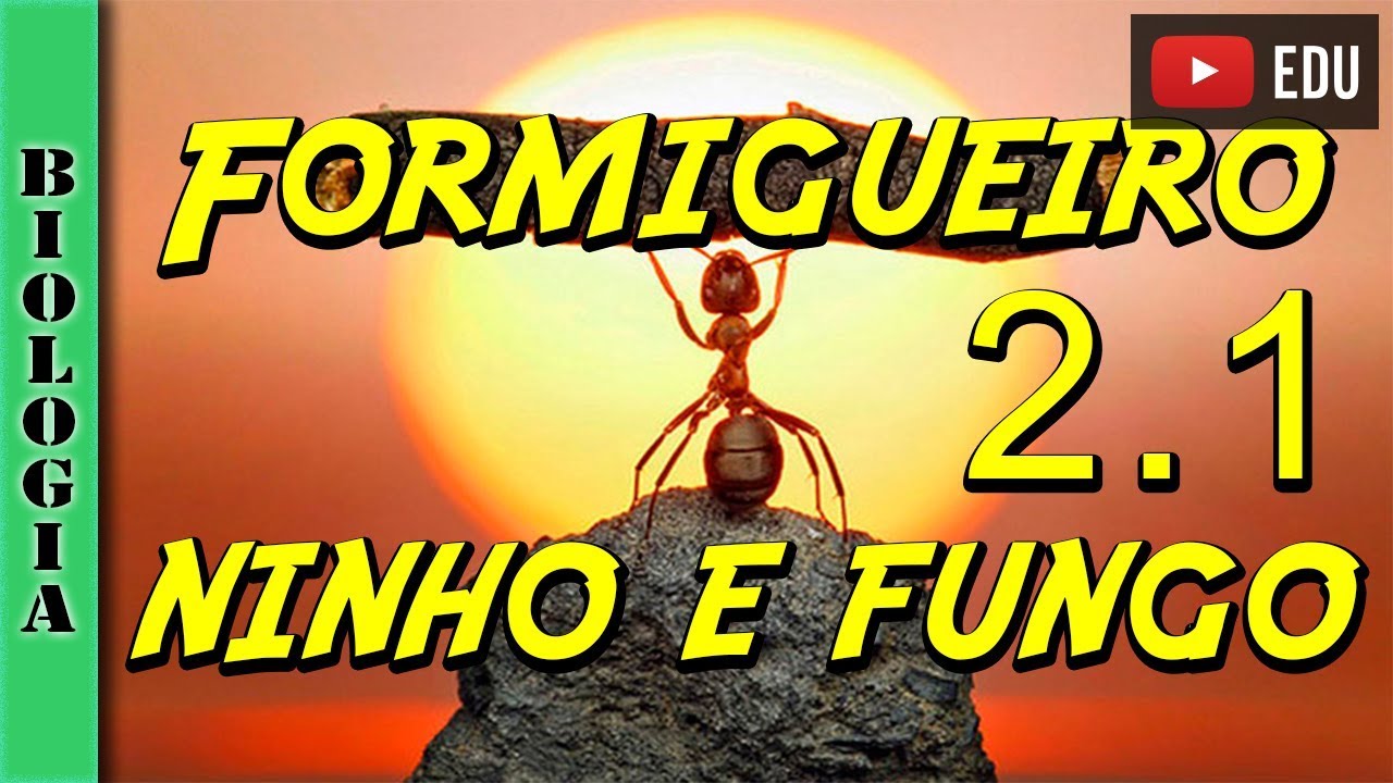 Formigueiro 2.1-Como cuidar do ninho, mostrando o fungo - YouTube