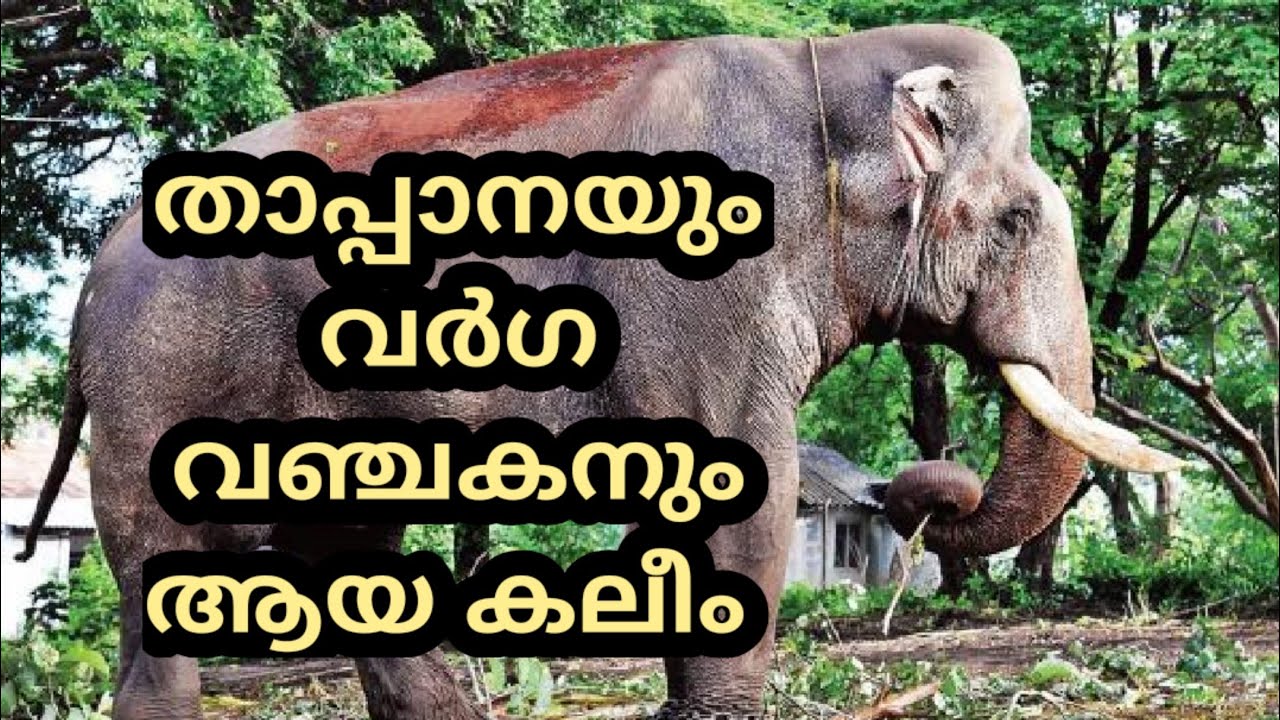 ആനമല കലീമിന്റെ കഥ, ANAMALA KALIM STORY, KERALA ELEPHANT STORY, KERALA ...
