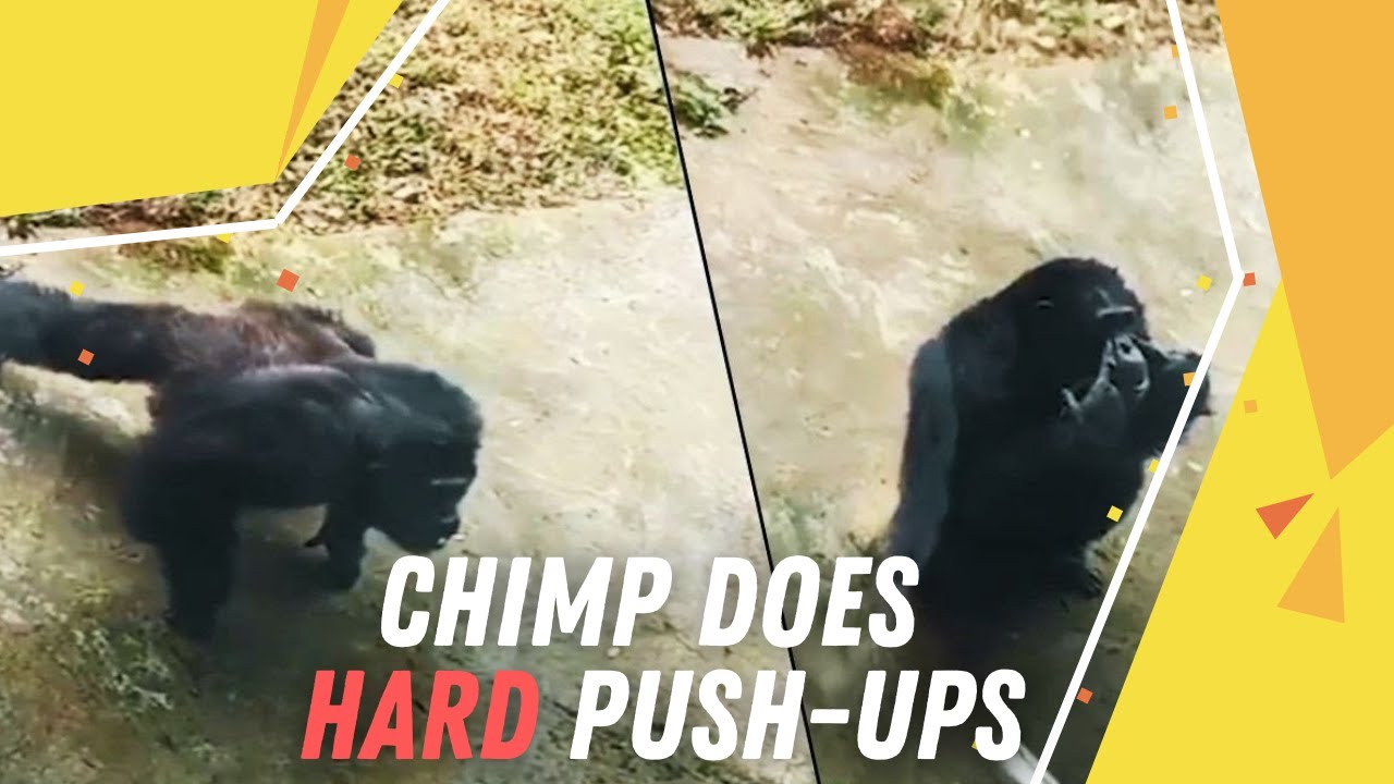 Chimpanzee Doing Push Ups better than Human - YouTube