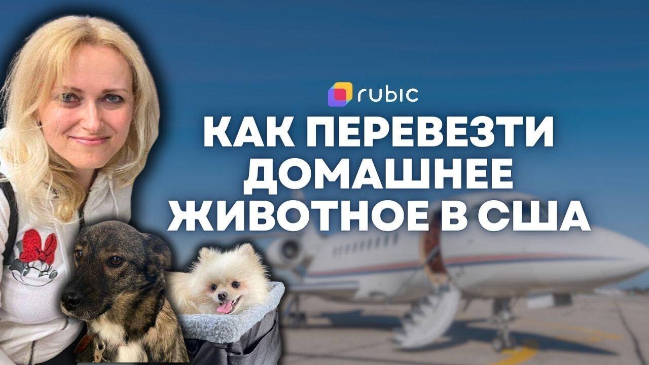 Как перевезти собаку или кошку в США Опыт иммигрантки Youtube