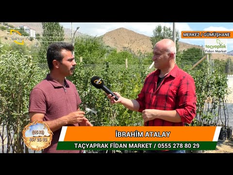 Taçyaprak Fidan Market / Gümüşhane