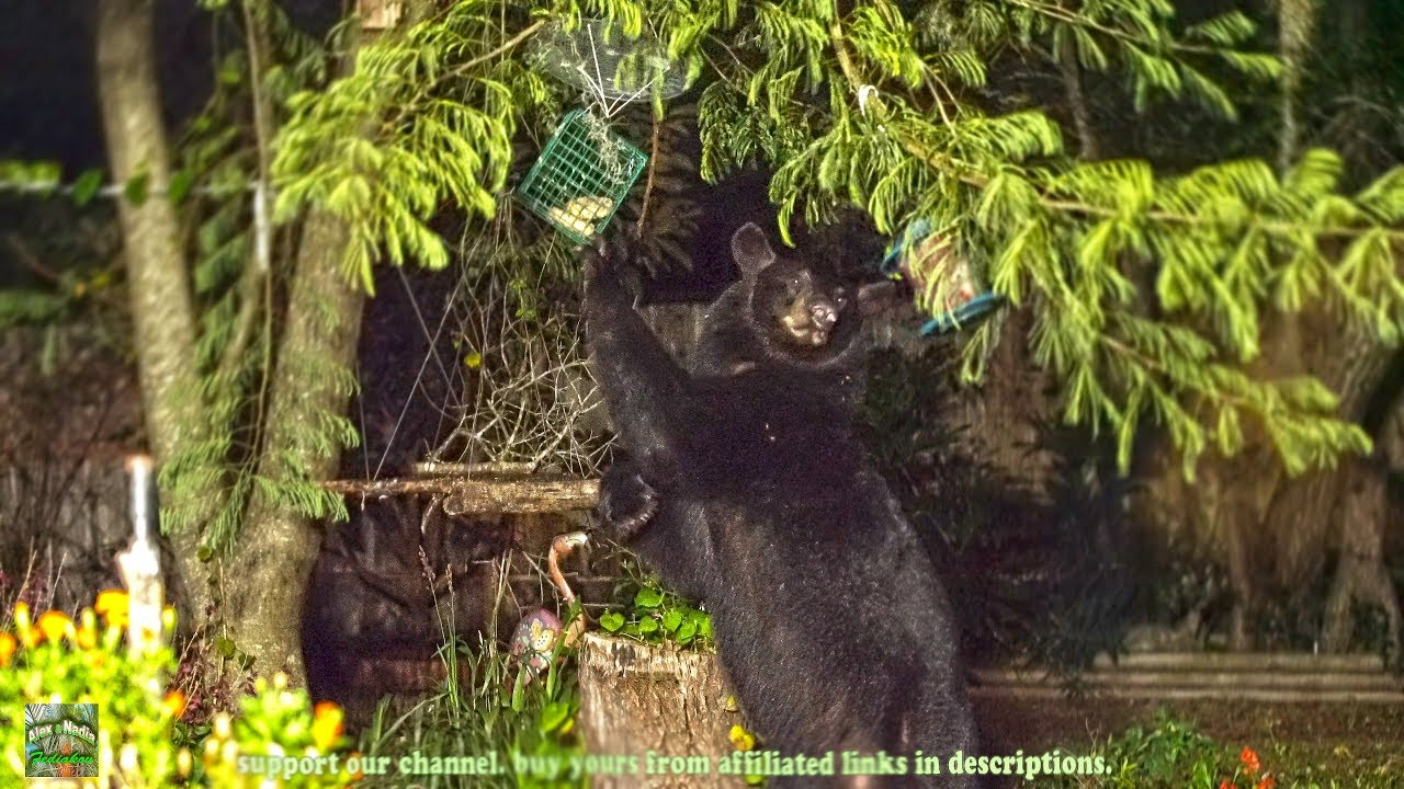 Mama Bear Eat from Bird Feeders - unedited night 4K footage - YouTube