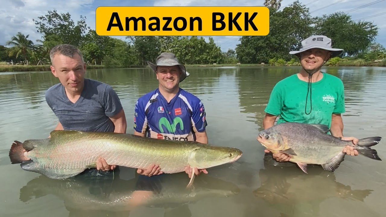 Amazon BKK fishing Thailand Bangkok. Arapaima, Pacu, Alligator Gar ...