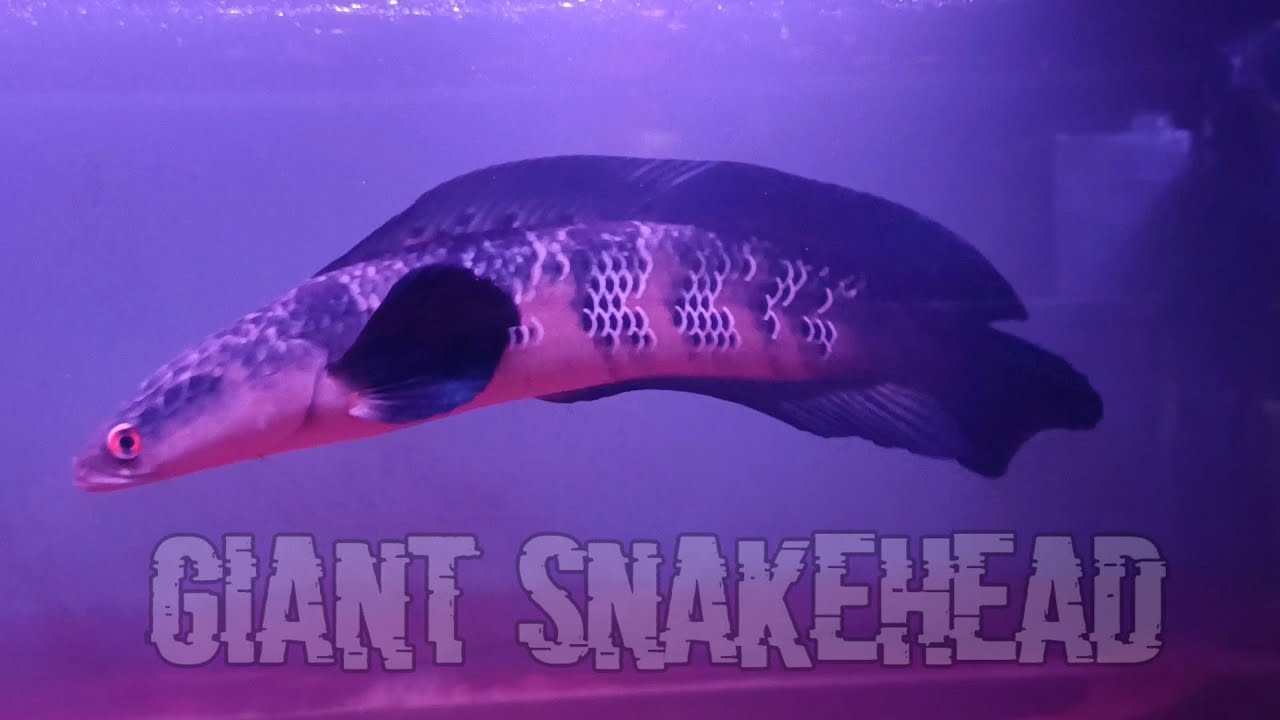 Giant Snakehead | Snakehead fish Aquarium (Red Barito) - YouTube