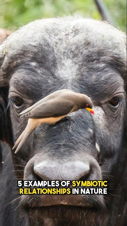 5 examples of symbiotic relationships in nature - YouTube