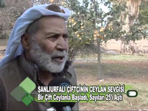 Şanlıurfalı çiftçinin ceylan sevgisi