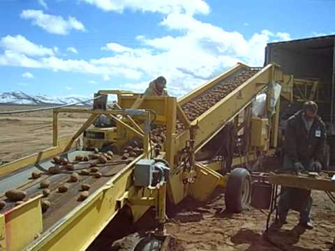 Loading a semi with dry bulk potatoes - YouTube
