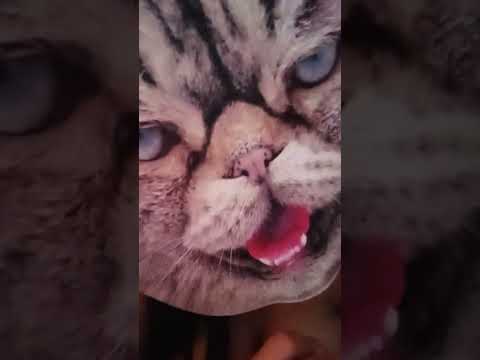 New show.nov 2o22. pussy talk review