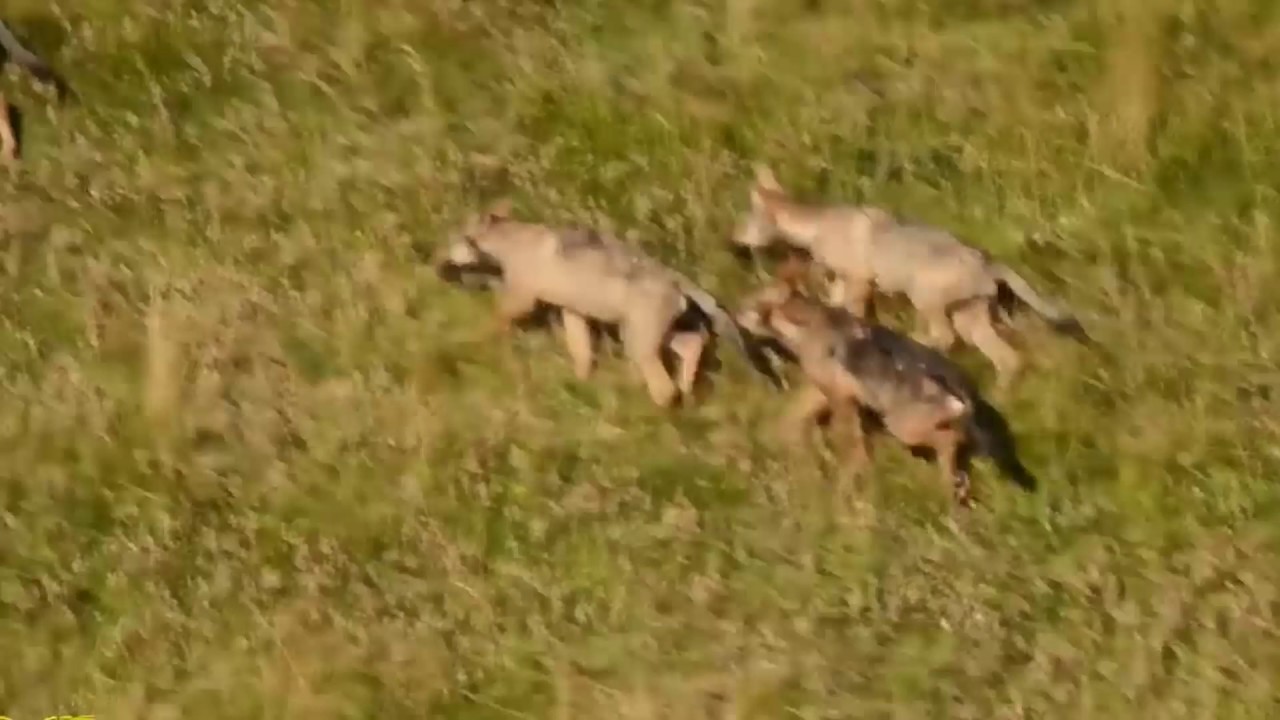 LUPI IN LESSINIA: AUMENTANO LE PREDAZIONI - YouTube