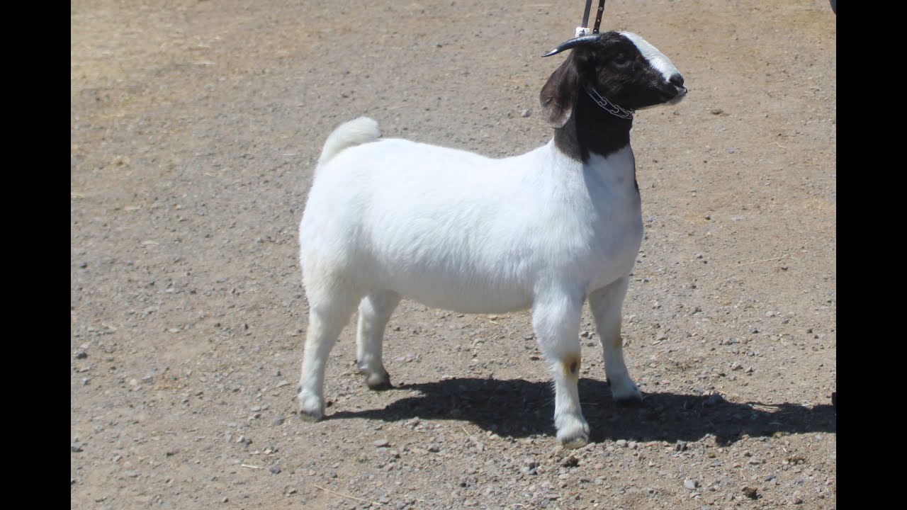 JC BOER GOATS BLACK OUTS NV 287 - YouTube