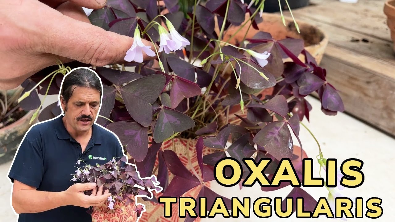 OXALIS TRIANGULARIS ☘️ Todo sobre este trébol morado 🟣 Jardinatis - YouTube