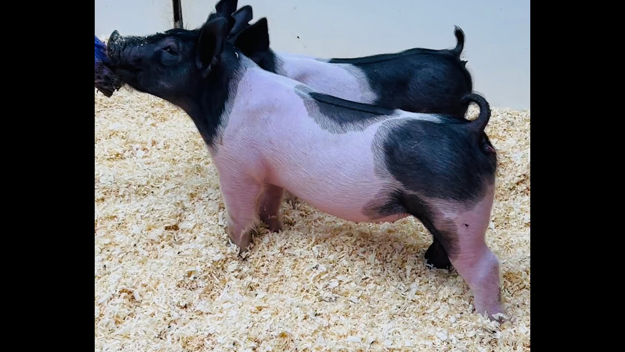 30-2 Cross Gilt - YouTube