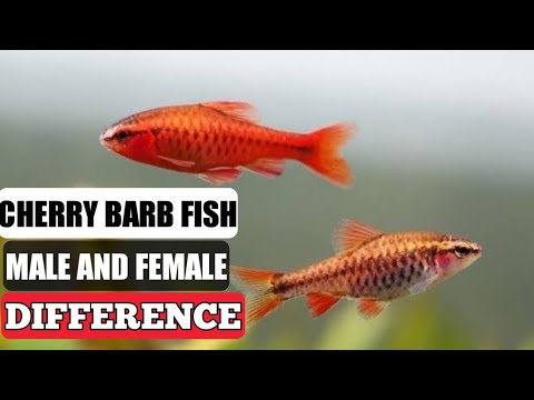Cherry barb fish male and female | Male and female difference in cherry ...